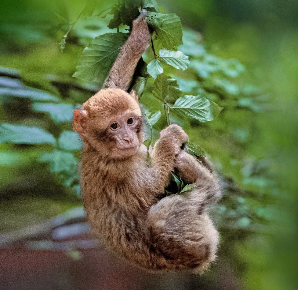 Parc Animalier Alsace
