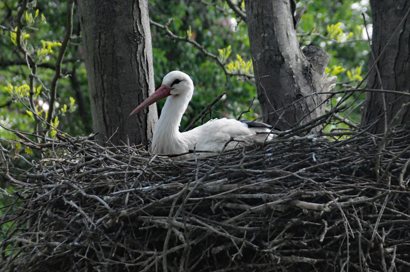 Parc Animalier Alsace