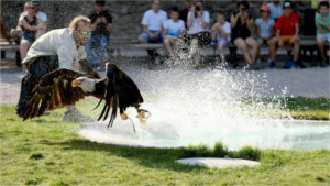 La Volerie des Aigles | Parc animalier Alsace
