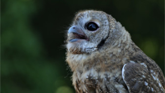 La Volerie des Aigles | Parc animalier Alsace