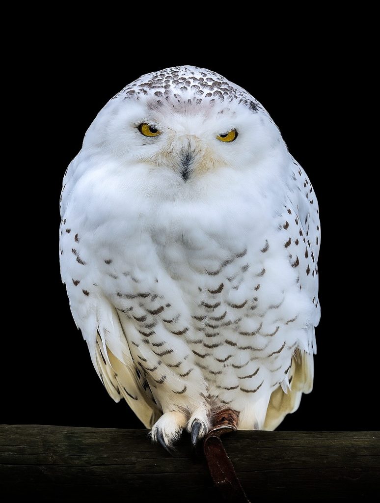 Harfang des neiges – Le hibou blanc du Grand Nord à la Volerie des Aigles