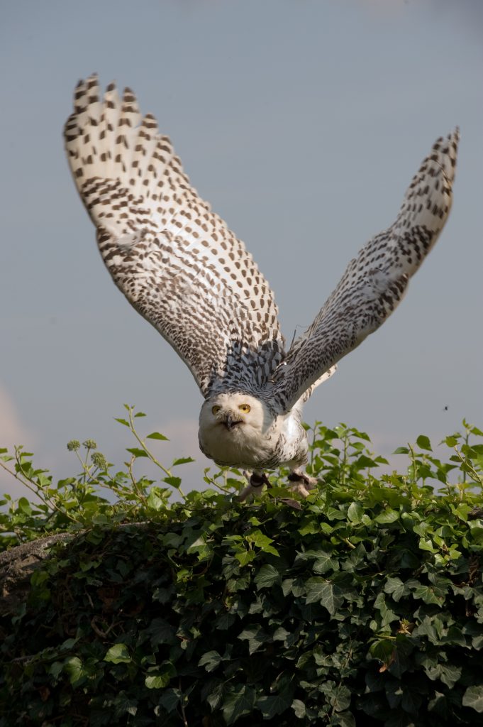 Harfang des neiges – Le hibou blanc du Grand Nord à la Volerie des Aigles
